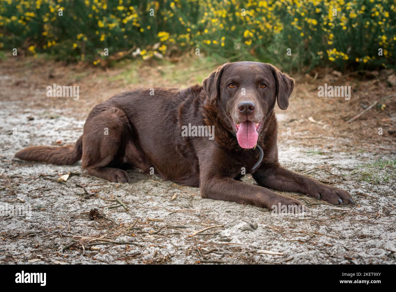 Chocolate Labrador Adult In Woods