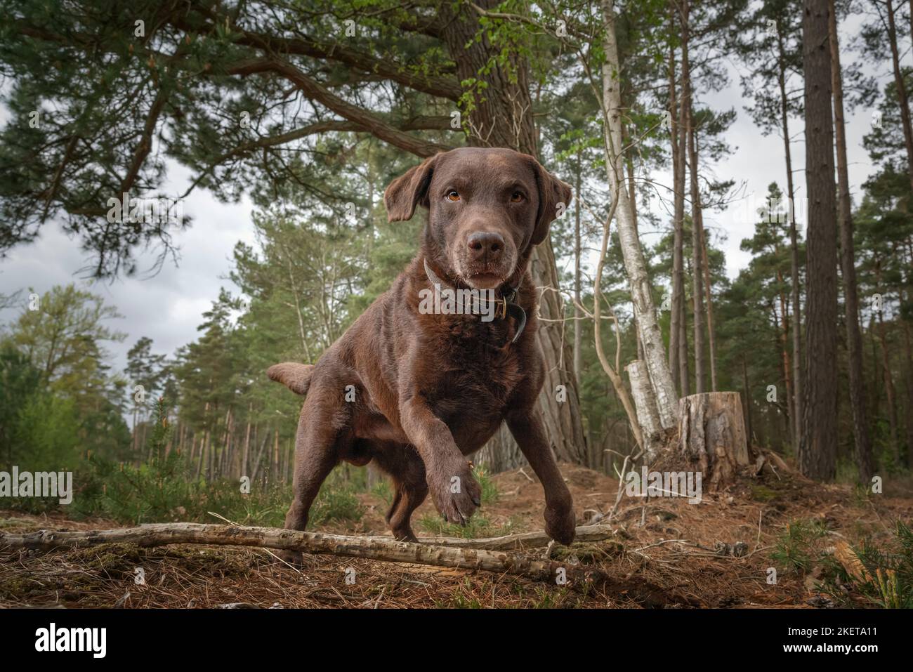 Chocolate Brown Labrador running in a forest very close up Stock Photo ...