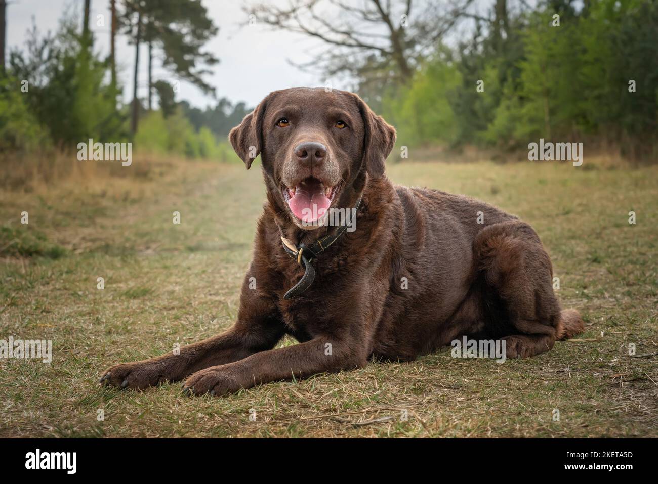 Chocolate Labrador Adult In Woods