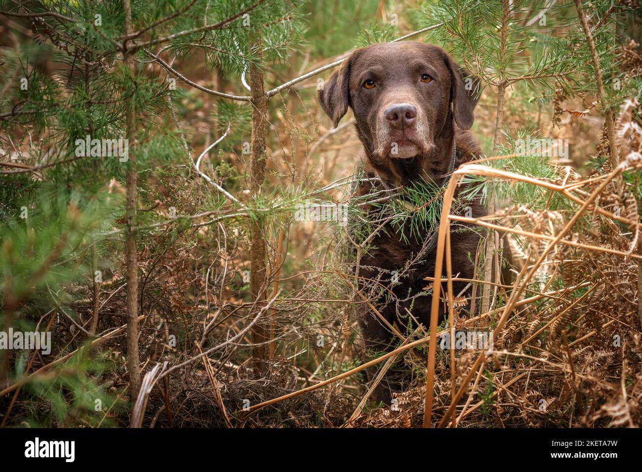 Black lab with christmas tree hi-res stock photography and images - Alamy