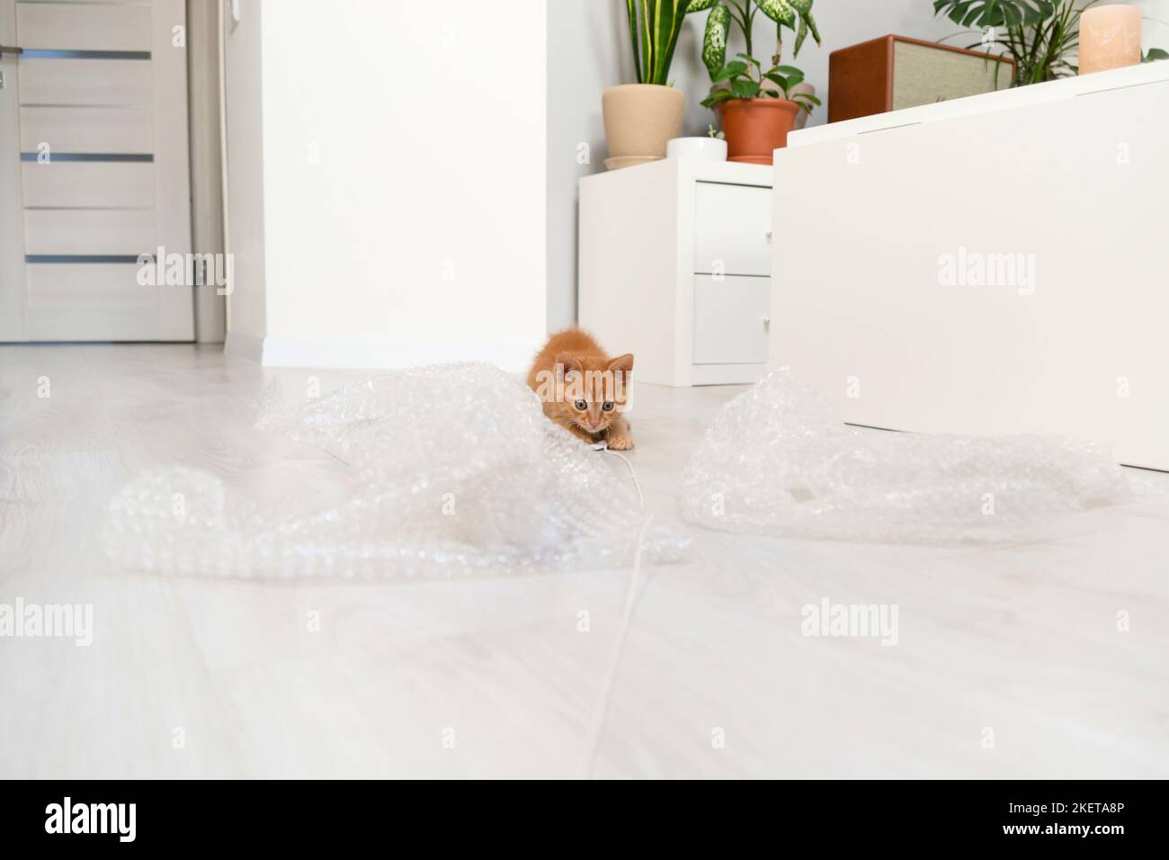 Small red kitten plays with bubble wrap and rope in bright apartment ...