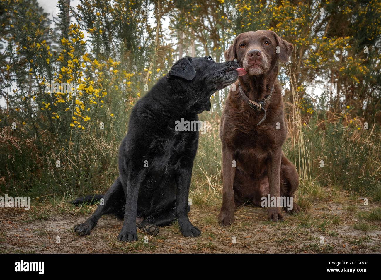 Black Labrador sitting and licking a Brown Labrador in the forest with ...