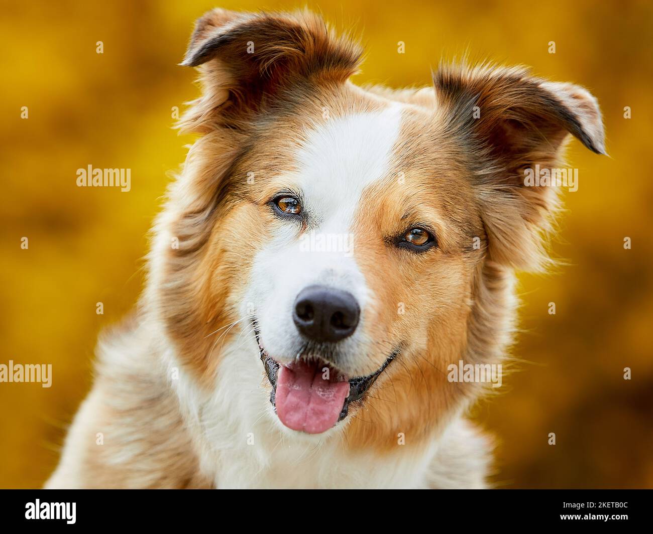 Border Collie in fall Stock Photo - Alamy