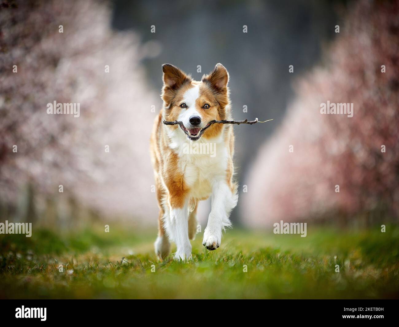 Border Collie in spring Stock Photo - Alamy