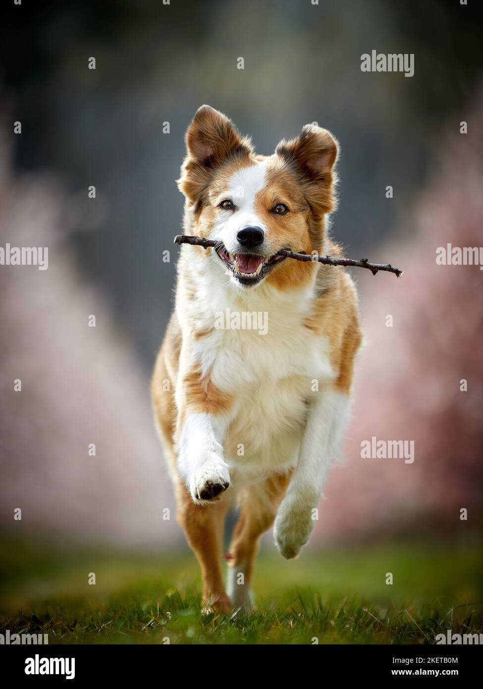 Border Collie in spring Stock Photo - Alamy