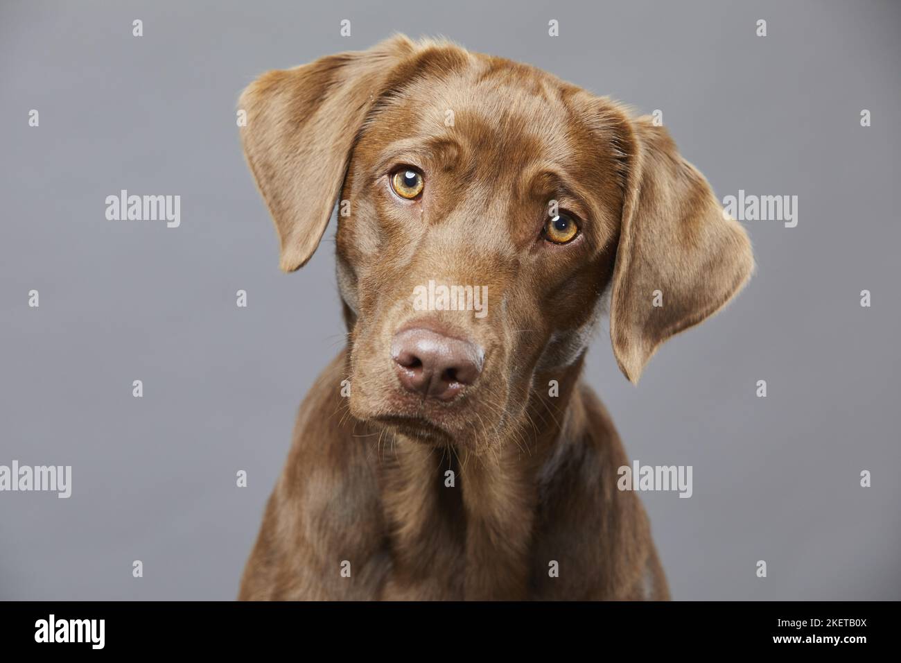 Labrador Retriever portrait Stock Photo - Alamy