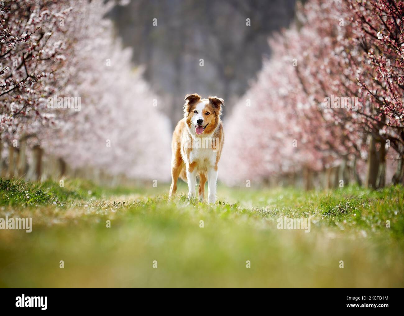Border Collie in spring Stock Photo - Alamy
