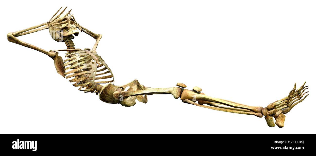 3D rendering of a human skeleton isolated on white background Stock ...