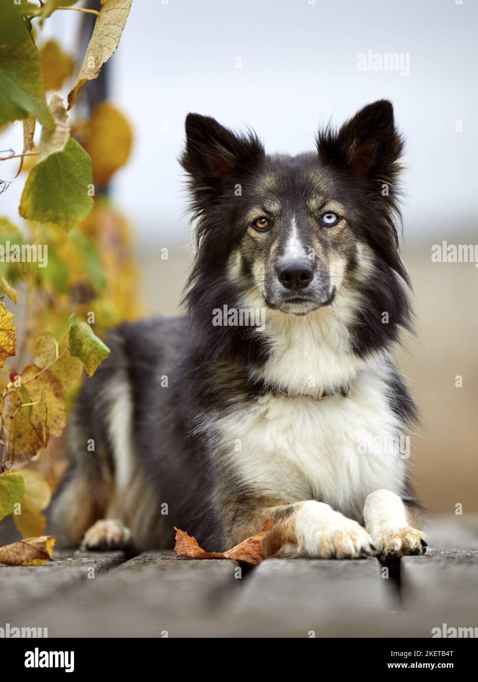 Mezcla De Pastor Y Husky Y Collie