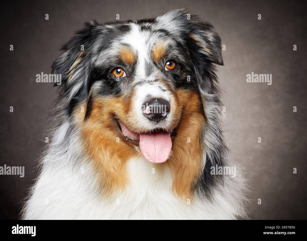 Australian Shepherd Portrait Stock Photo - Alamy
