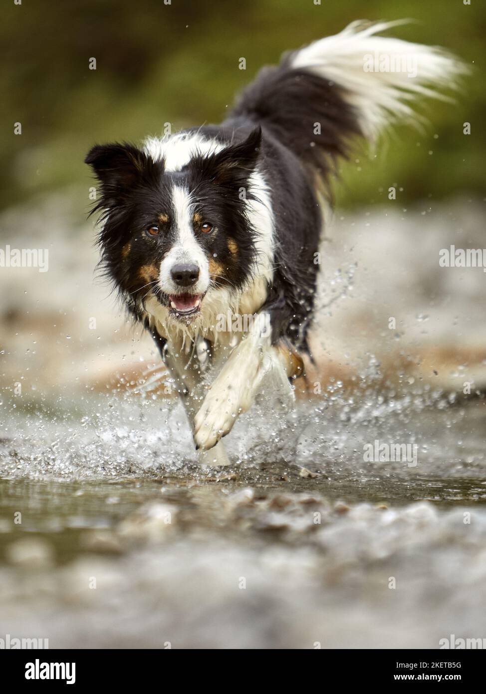 walking Border Collie Stock Photo - Alamy