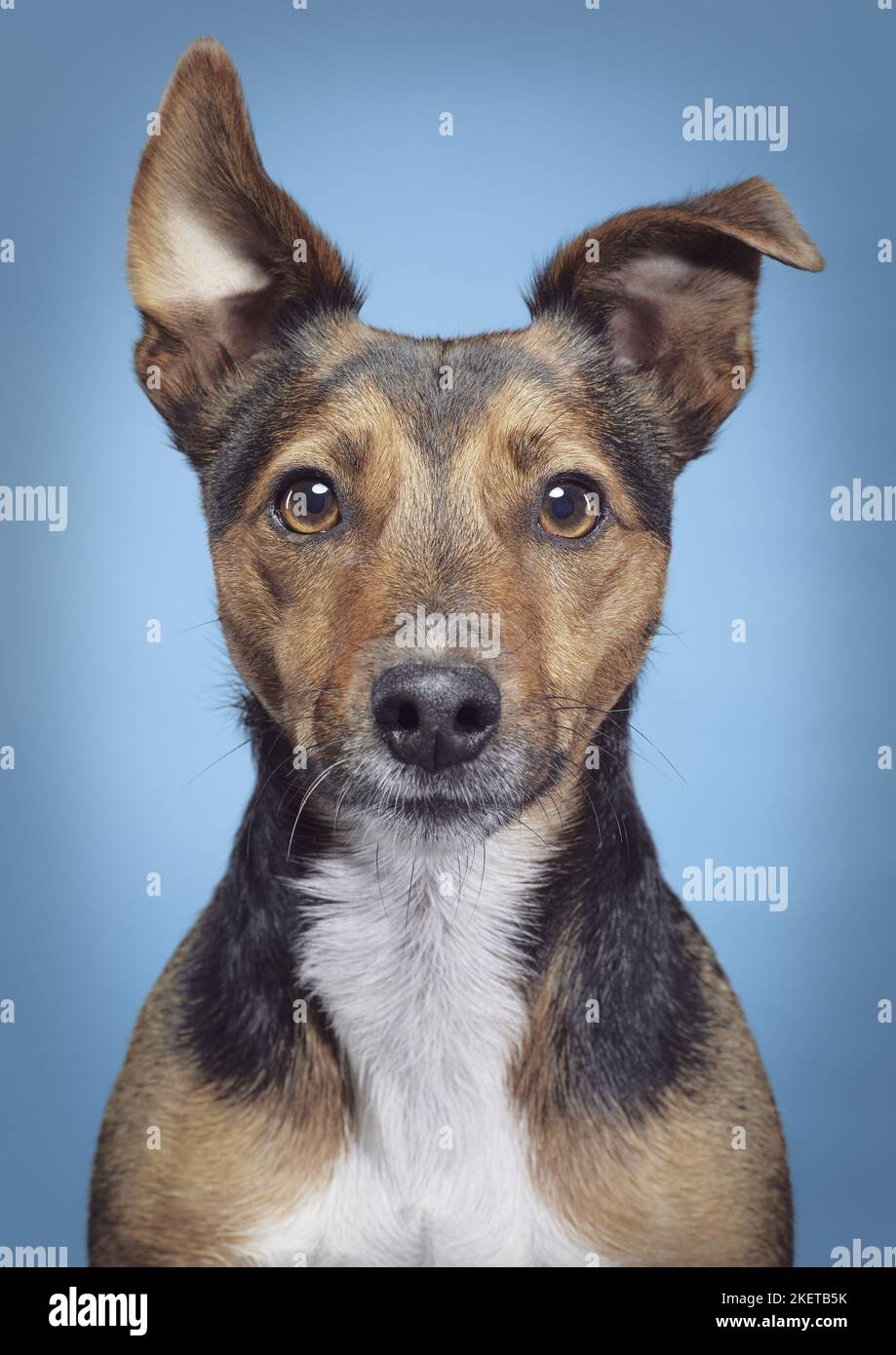 Jack Russell Terrier portrait Stock Photo - Alamy