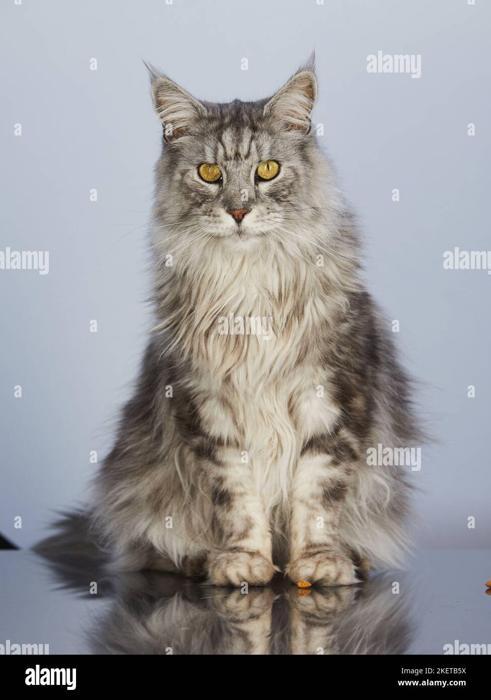 sitting Maine Coon Stock Photo - Alamy