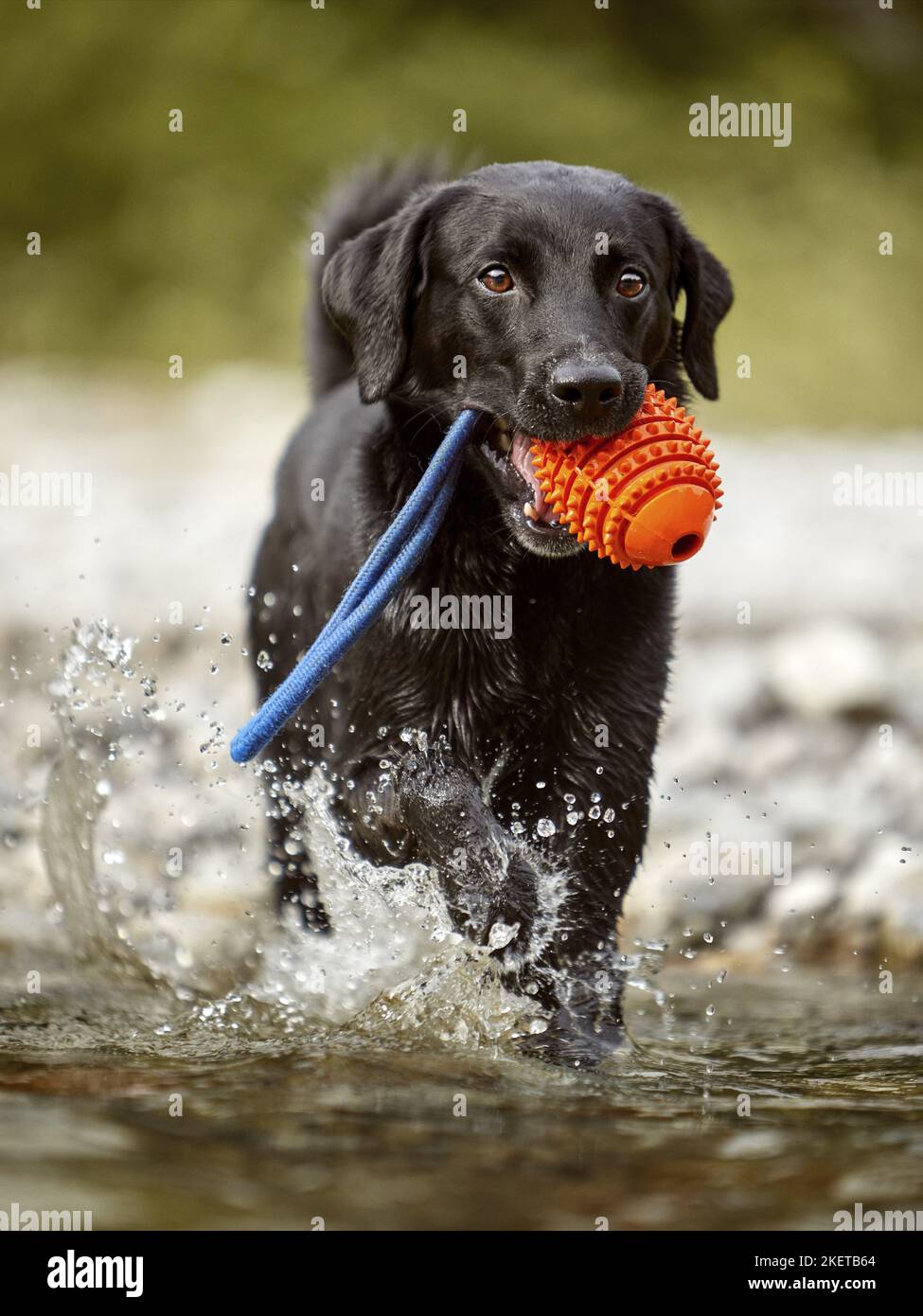 Labrador dog runs toy ball hi-res stock photography and images - Alamy