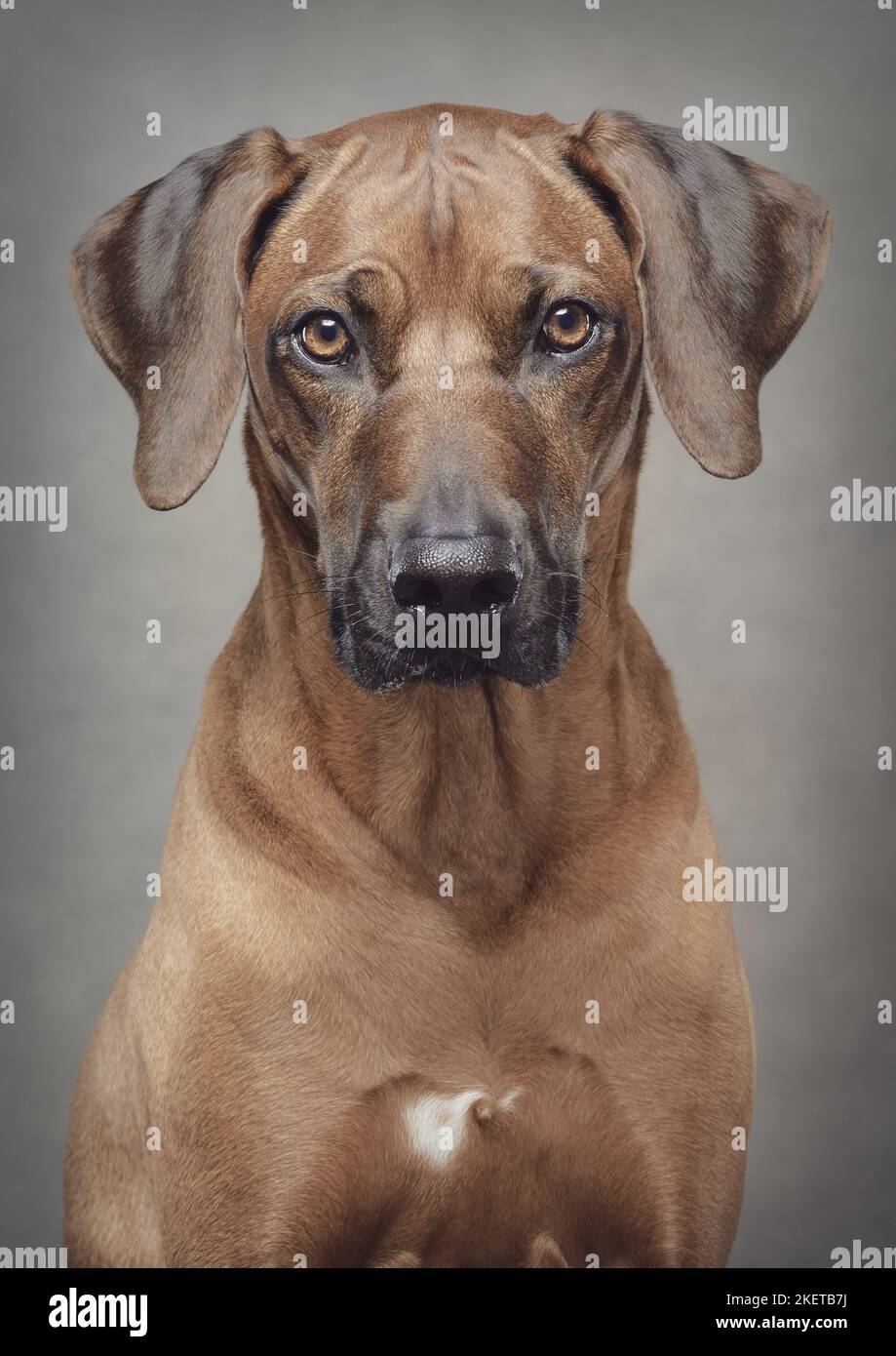 Rhodesian Ridgeback portrait Stock Photo - Alamy
