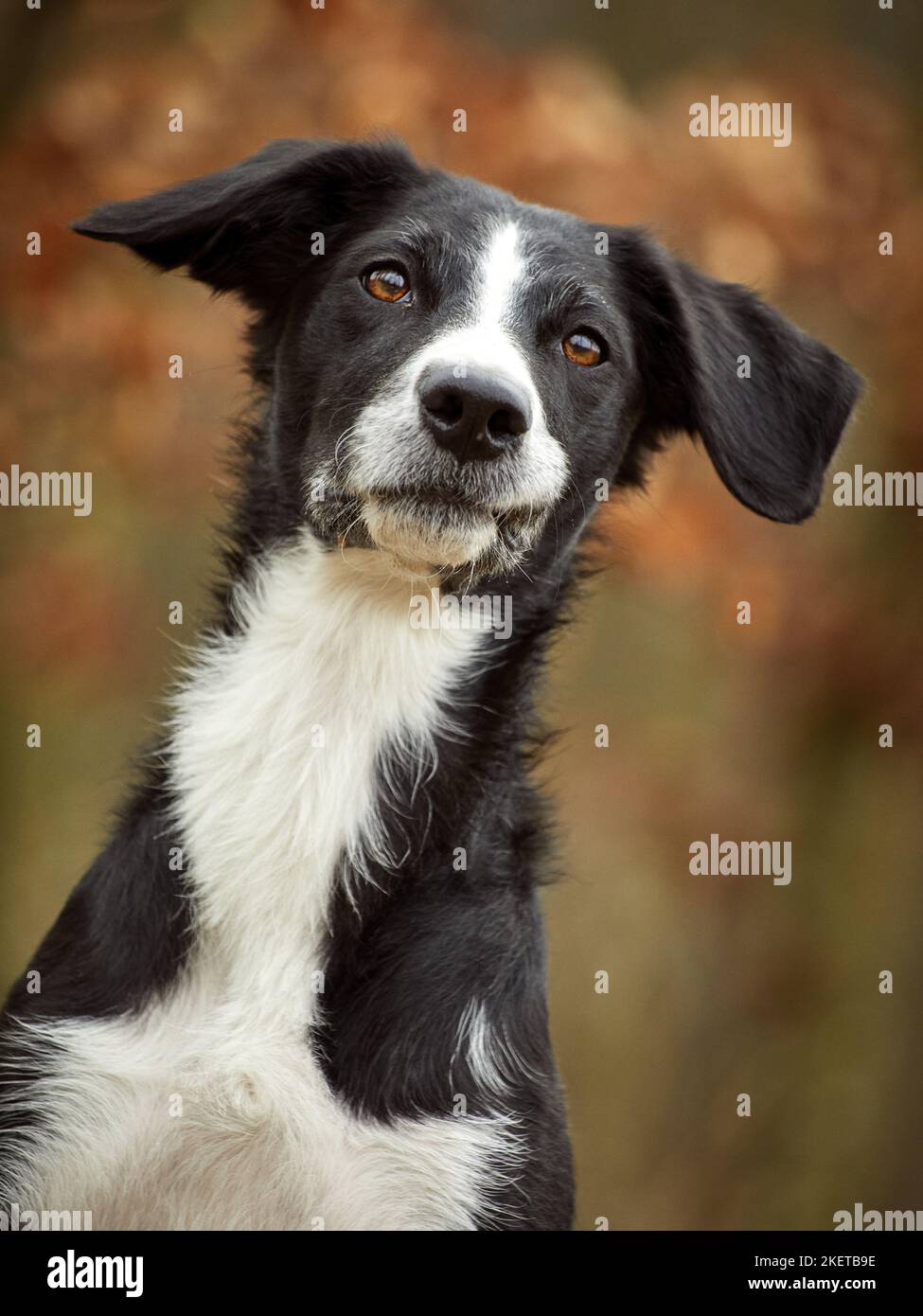 How Often Should You Walk Your Austrian Pinscher Puppy