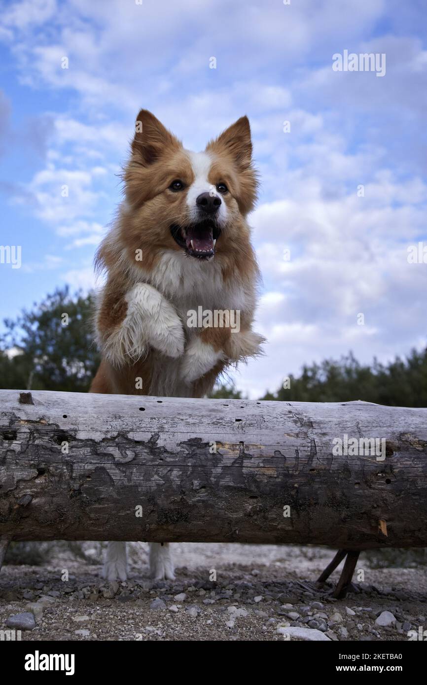 male Border Collie Stock Photo - Alamy