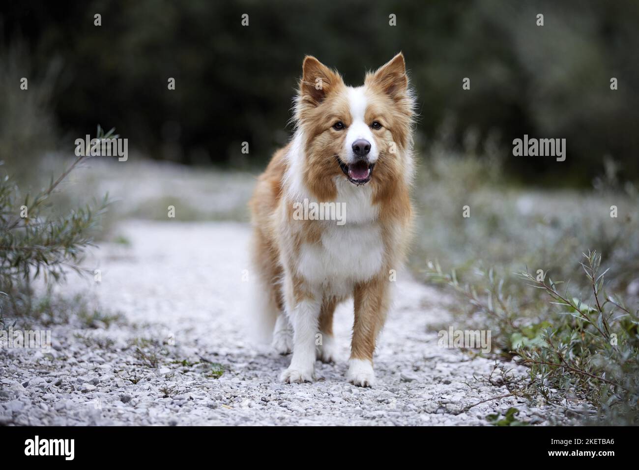 male Border Collie Stock Photo - Alamy