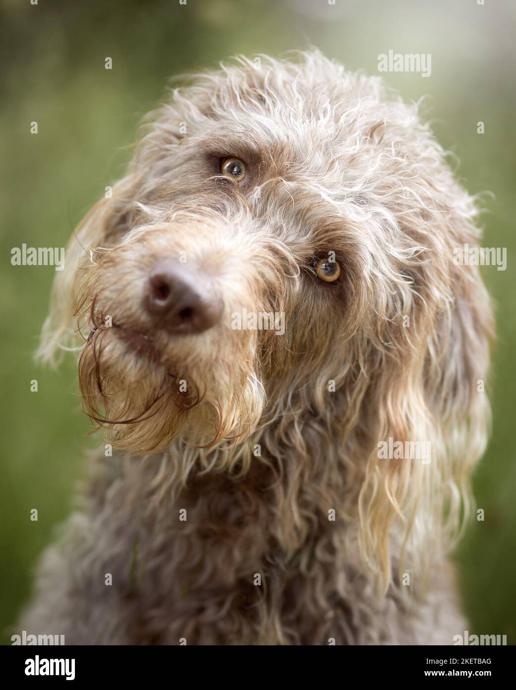 Male labradoodle hi-res stock photography and images - Alamy