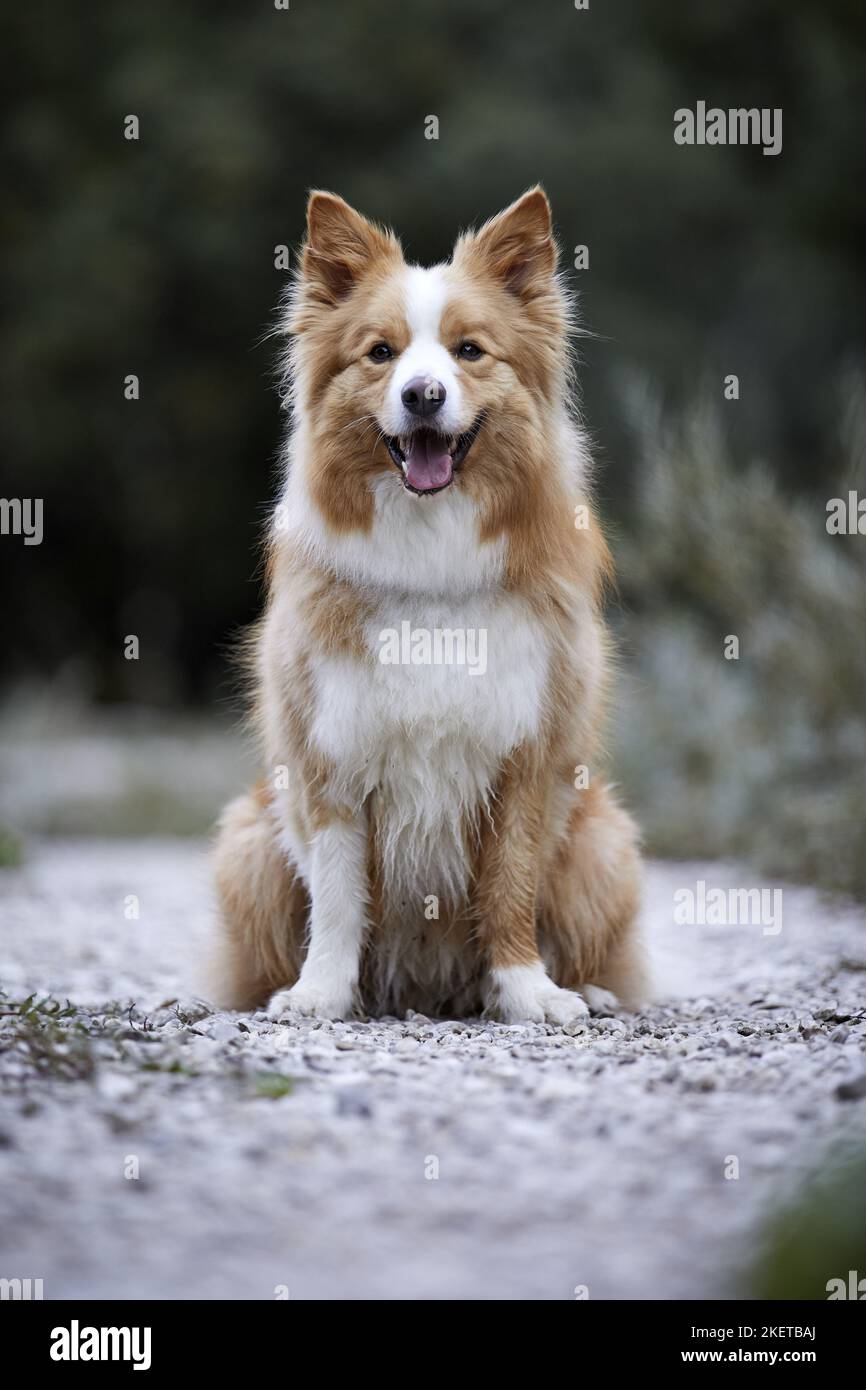 male Border Collie Stock Photo - Alamy