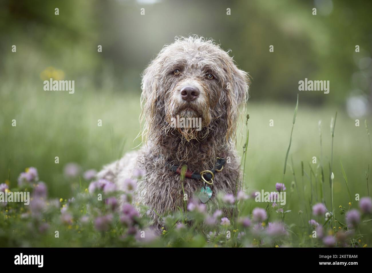 Portrait of a labradoodle in an field hi-res stock photography and ...