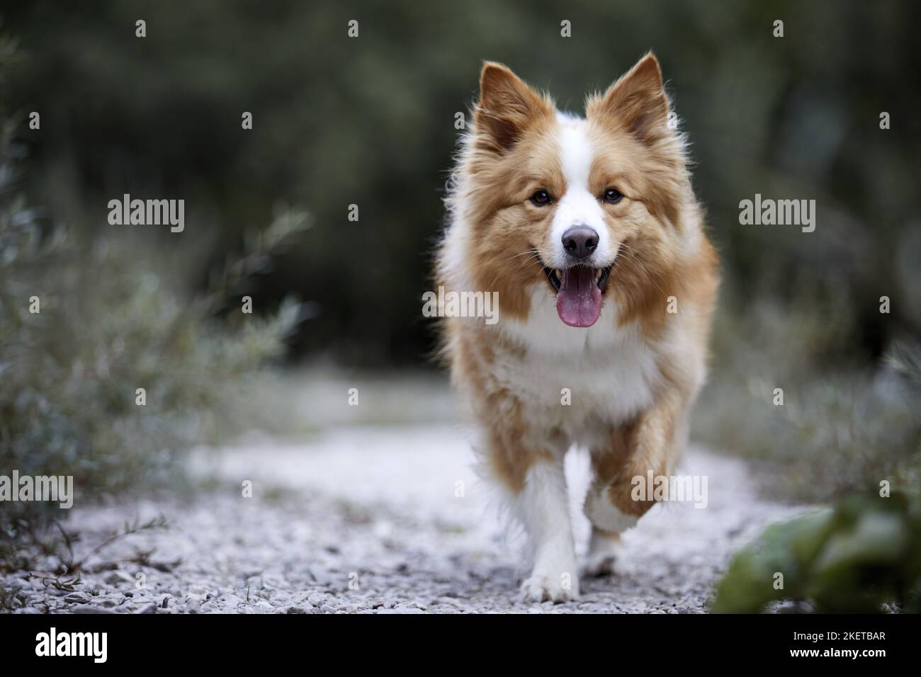 male Border Collie Stock Photo - Alamy