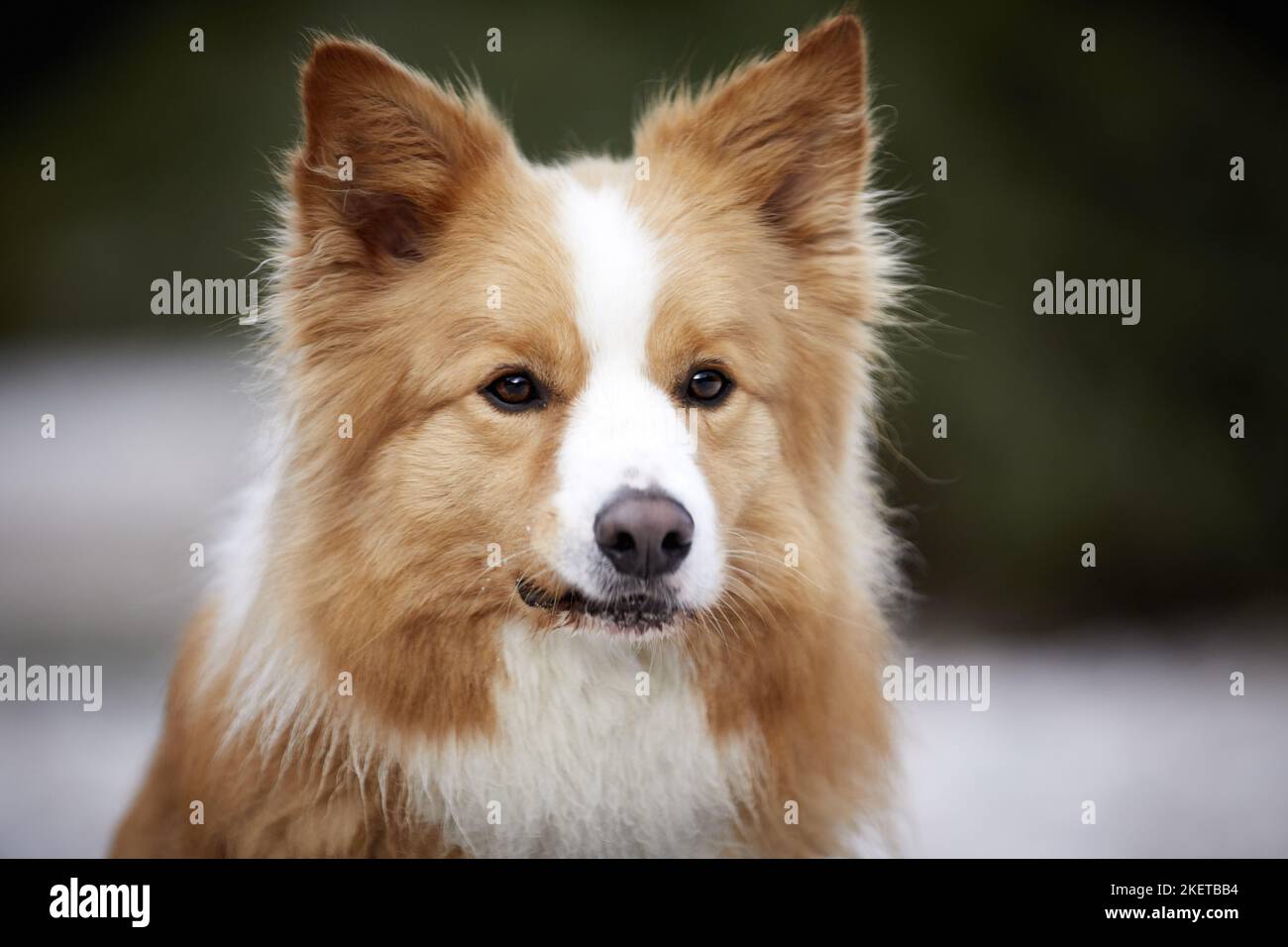 male Border Collie Stock Photo - Alamy