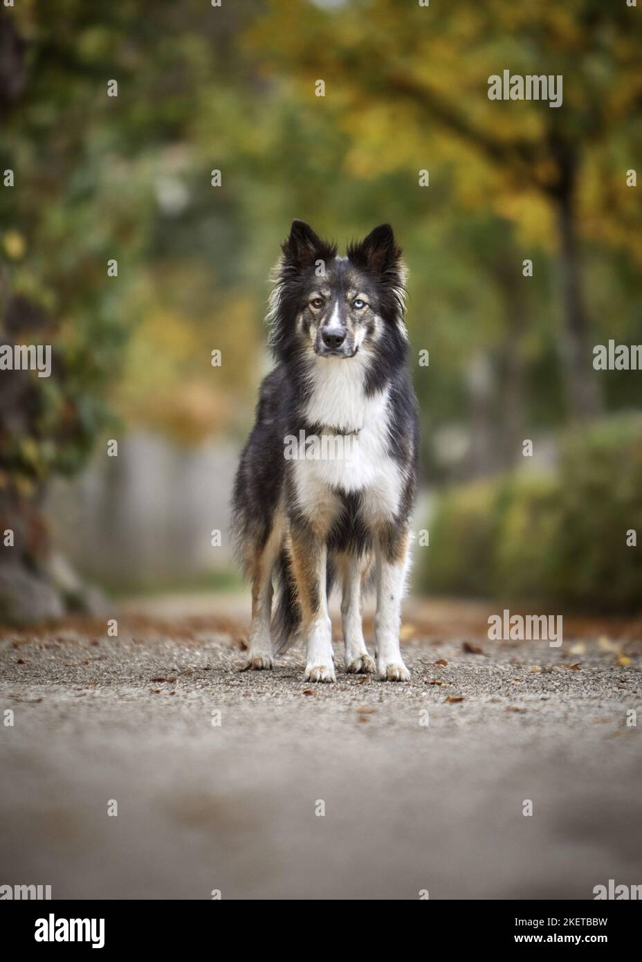 Brown Husky Border Collie Mix