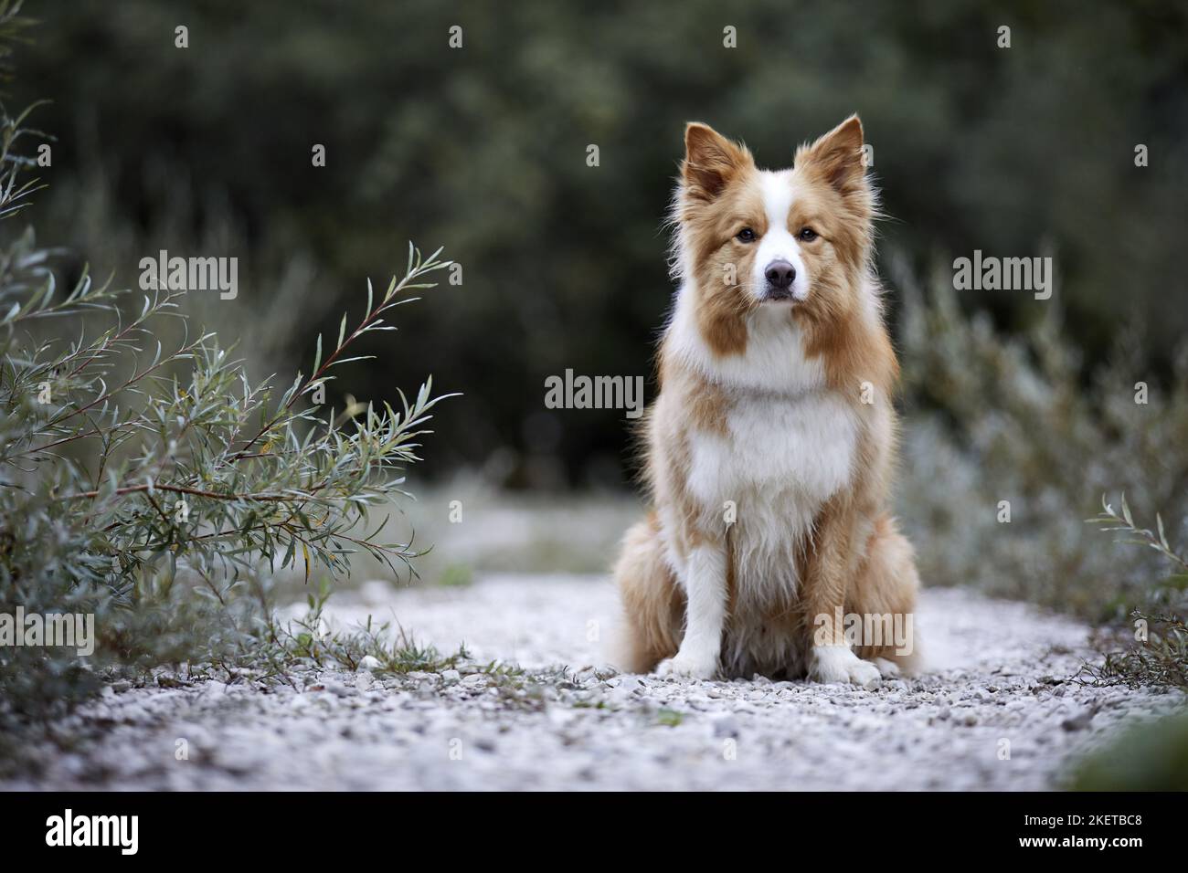 male Border Collie Stock Photo - Alamy