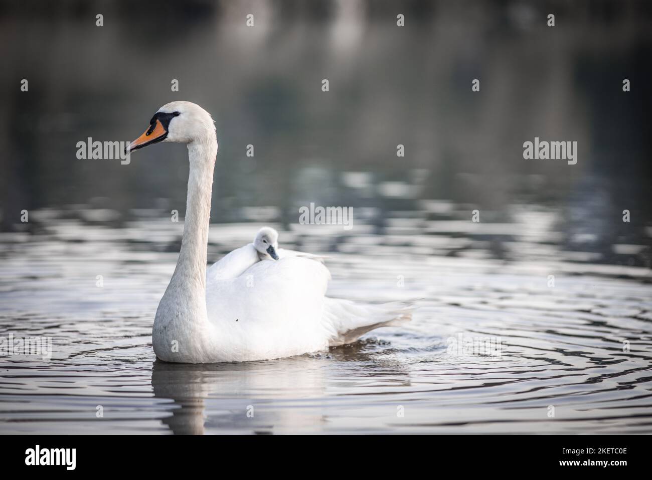 Two immature swans hi-res stock photography and images - Alamy
