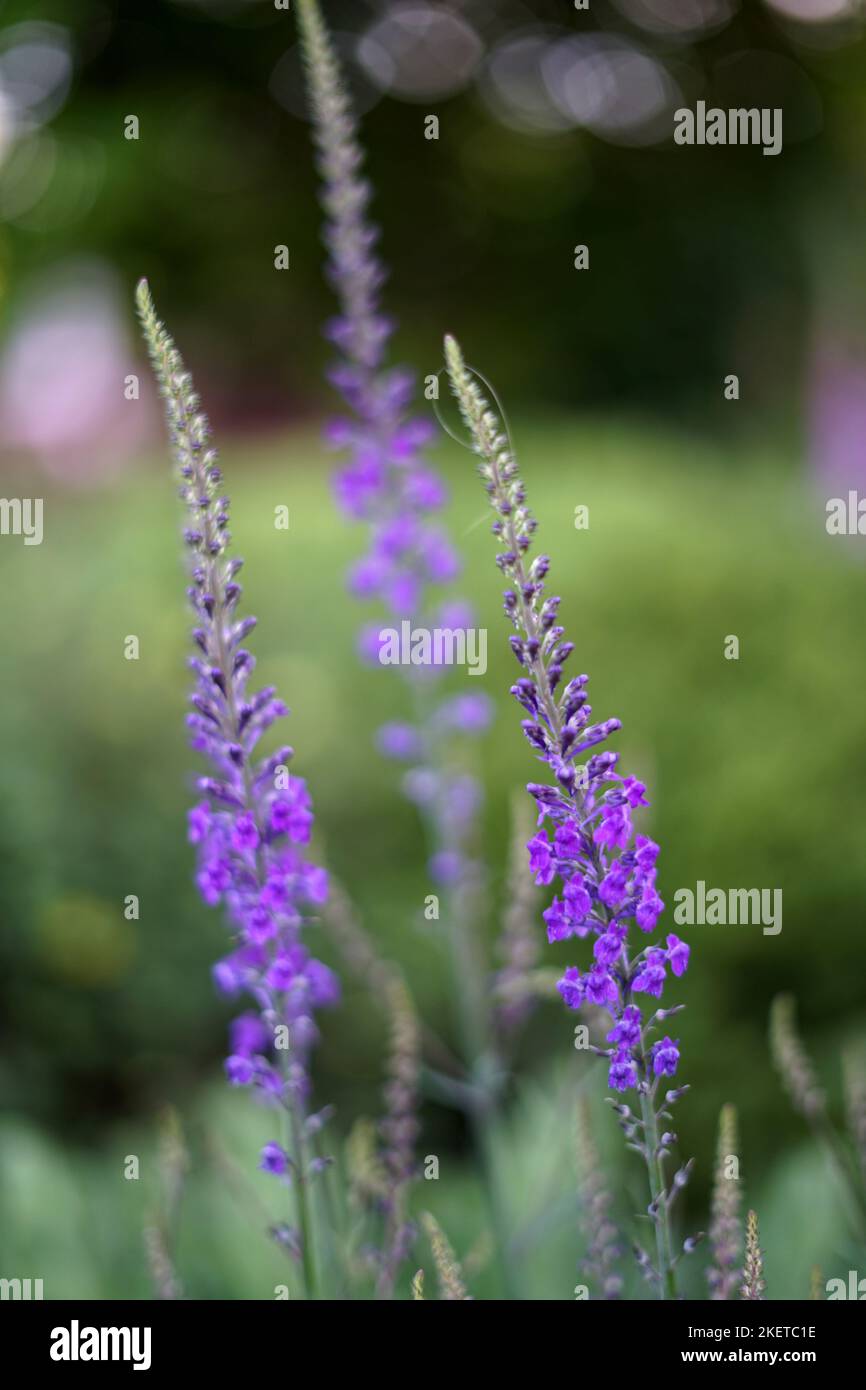 Flowers in the garden Stock Photo - Alamy