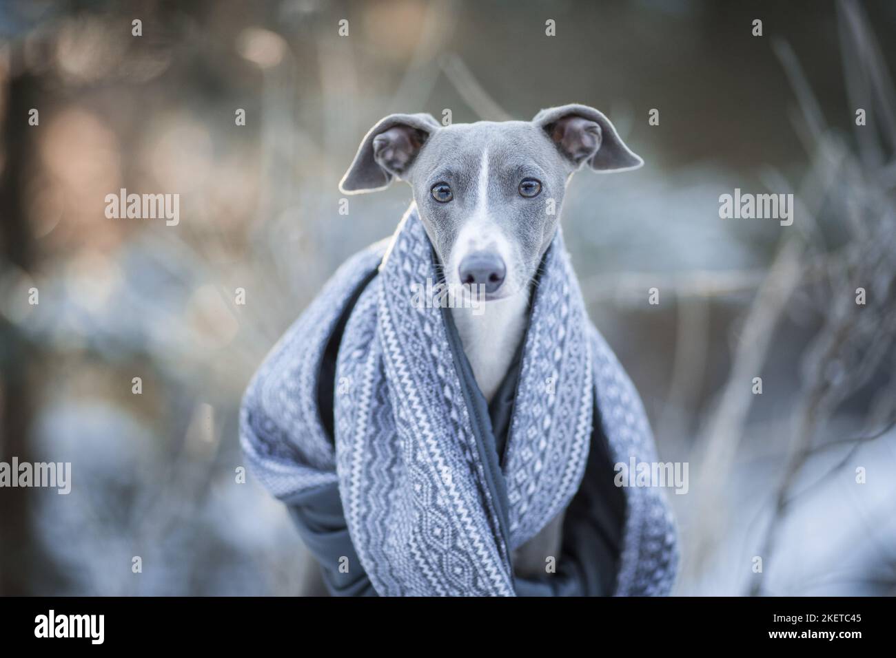 Italian Greyhound Portrait Stock Photo - Alamy
