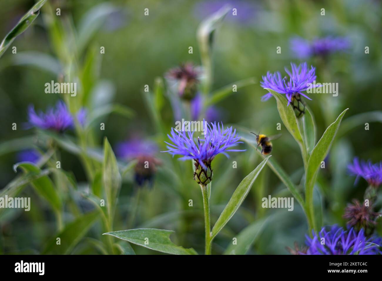Flowers in the garden Stock Photo - Alamy