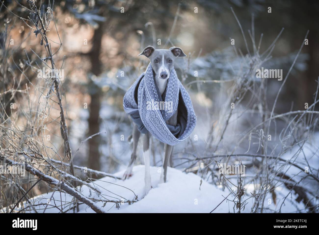 Two italian greyhounds hi-res stock photography and images - Alamy