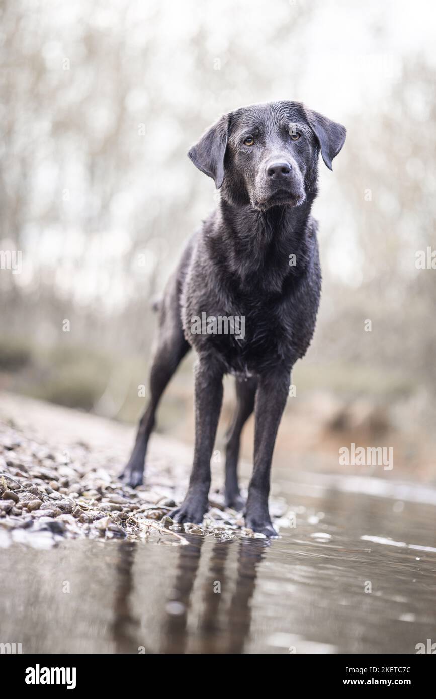 standing Labrador Retriever Stock Photo - Alamy