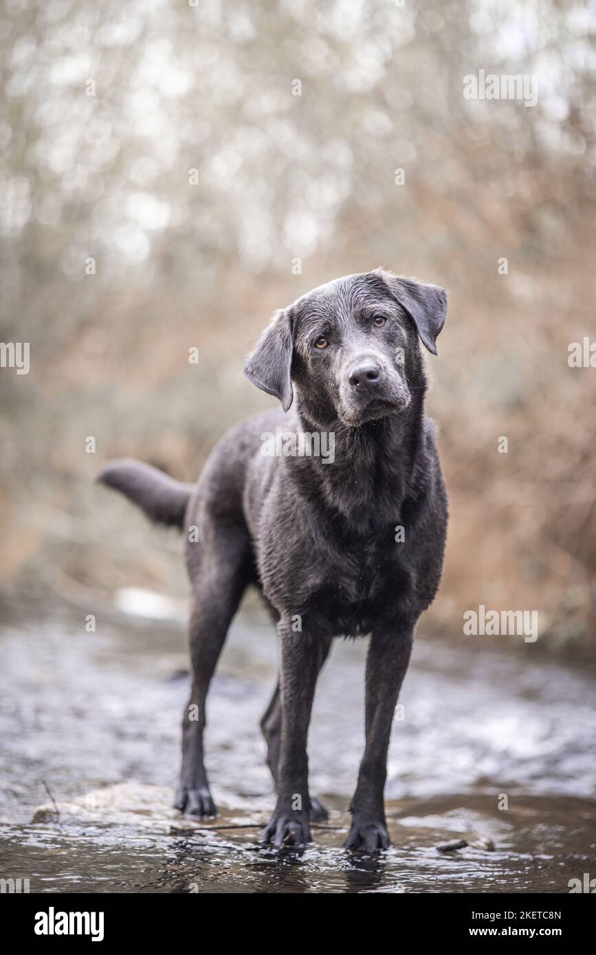 standing Labrador Retriever Stock Photo - Alamy