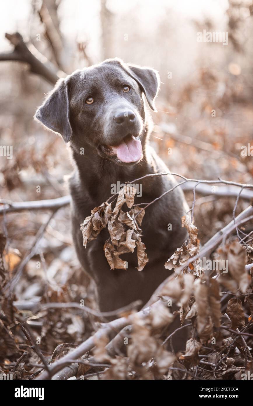 Labrador Retriever Portrait Stock Photo - Alamy