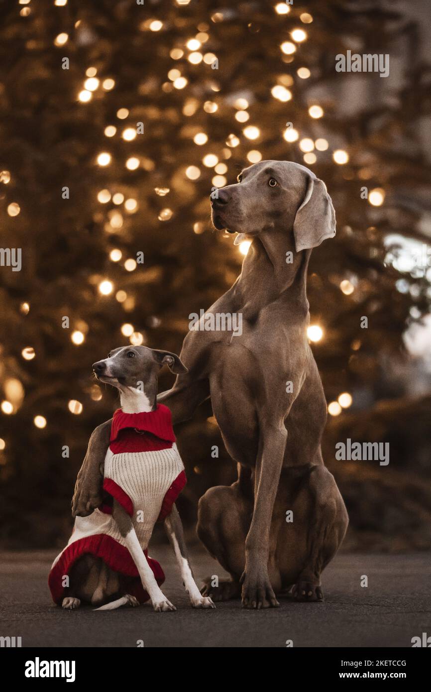 2 dogs and trick hi-res stock photography and images - Alamy