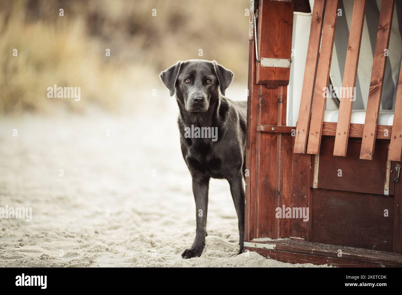 standing Labrador Retriever Stock Photo - Alamy
