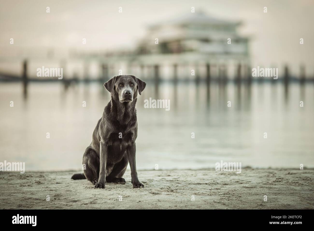 sitting Labrador Retriever Stock Photo - Alamy