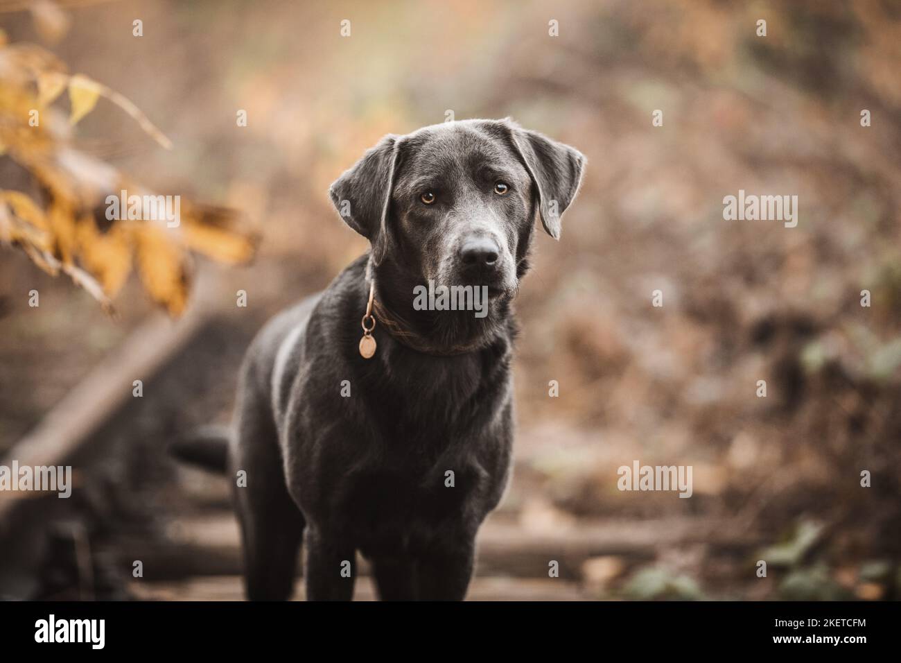 Labrador Retriever Portrait Stock Photo - Alamy