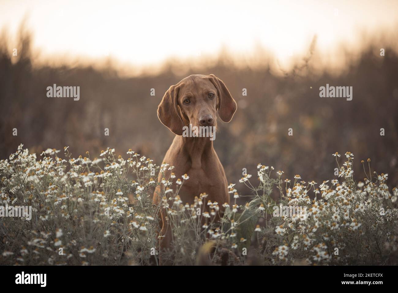 Magyar Vizsla Portrait Stock Photo - Alamy