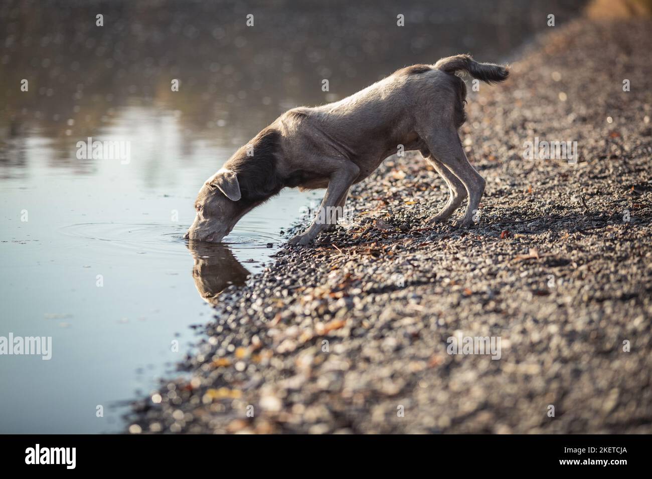 Dog breed labrador drinks water hi-res stock photography and images - Alamy