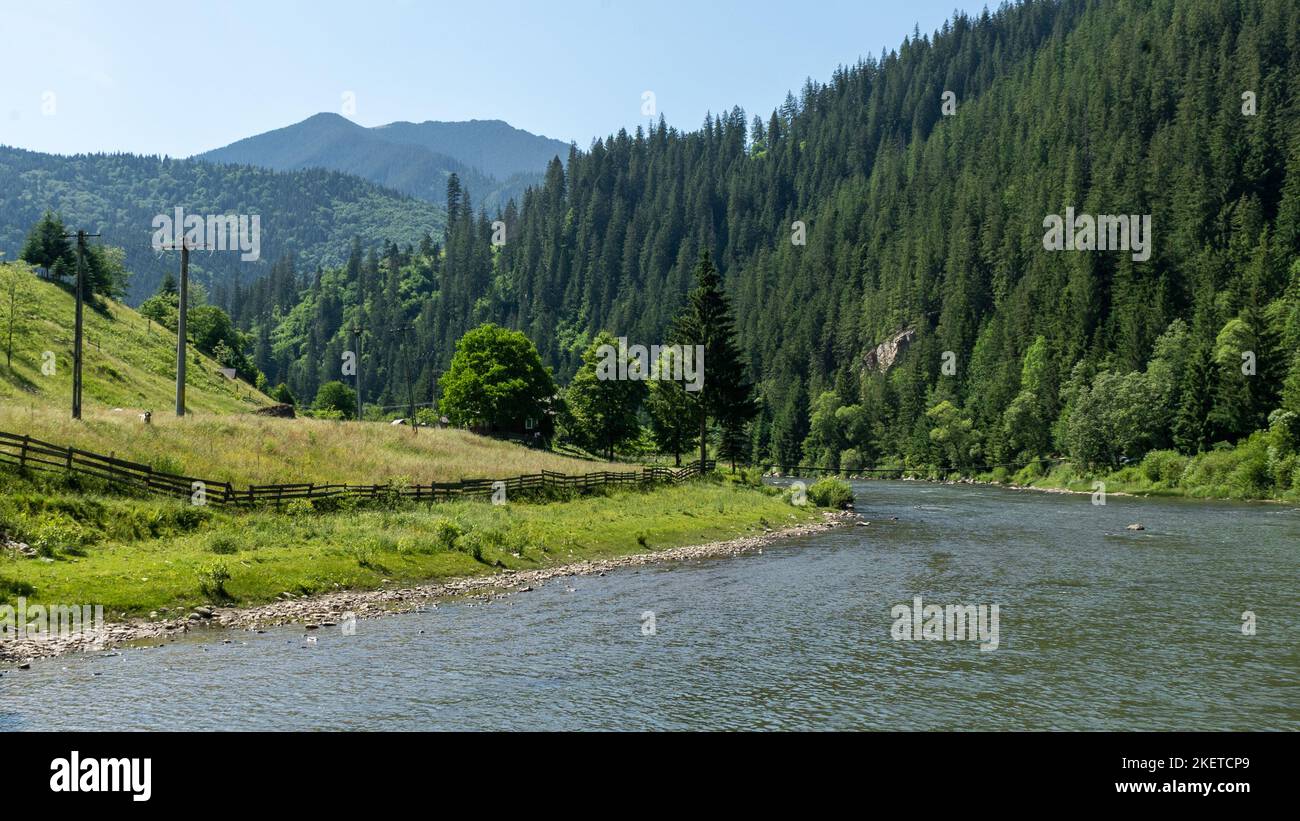 The rural area of the Carpathian mountains. Panorama pine forest in ...