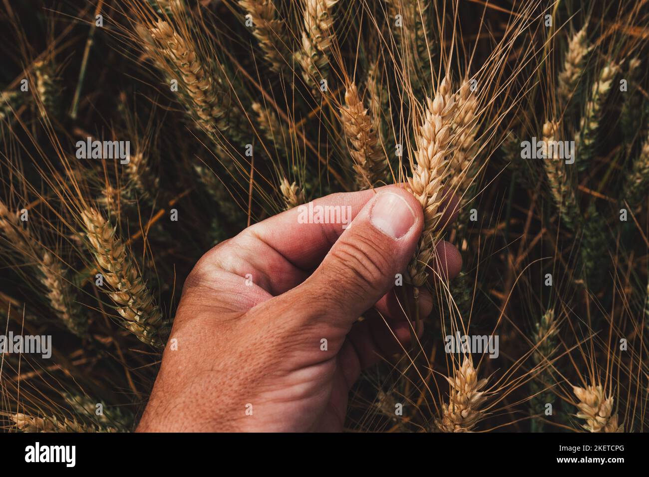 Farm worker examining ripening ears of wheat in cultivated field ...