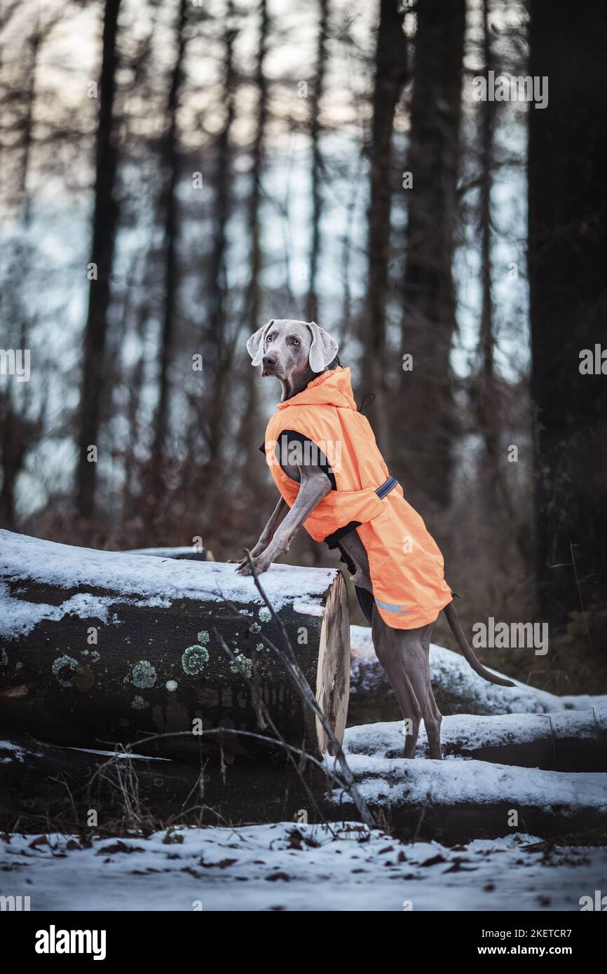 Weimaraner dressed hi-res stock photography and images - Alamy