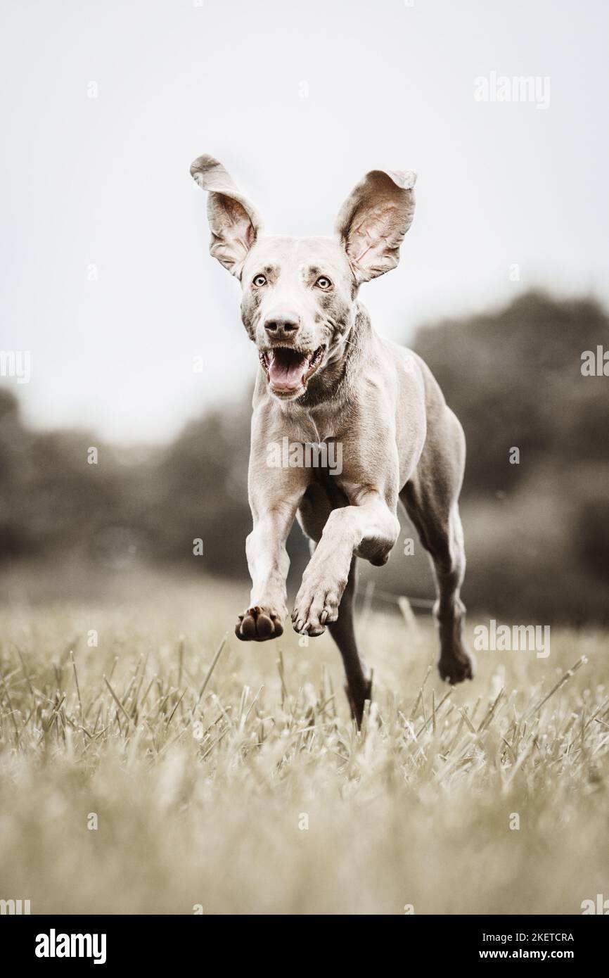 Weimaraner picture hi-res stock photography and images - Alamy