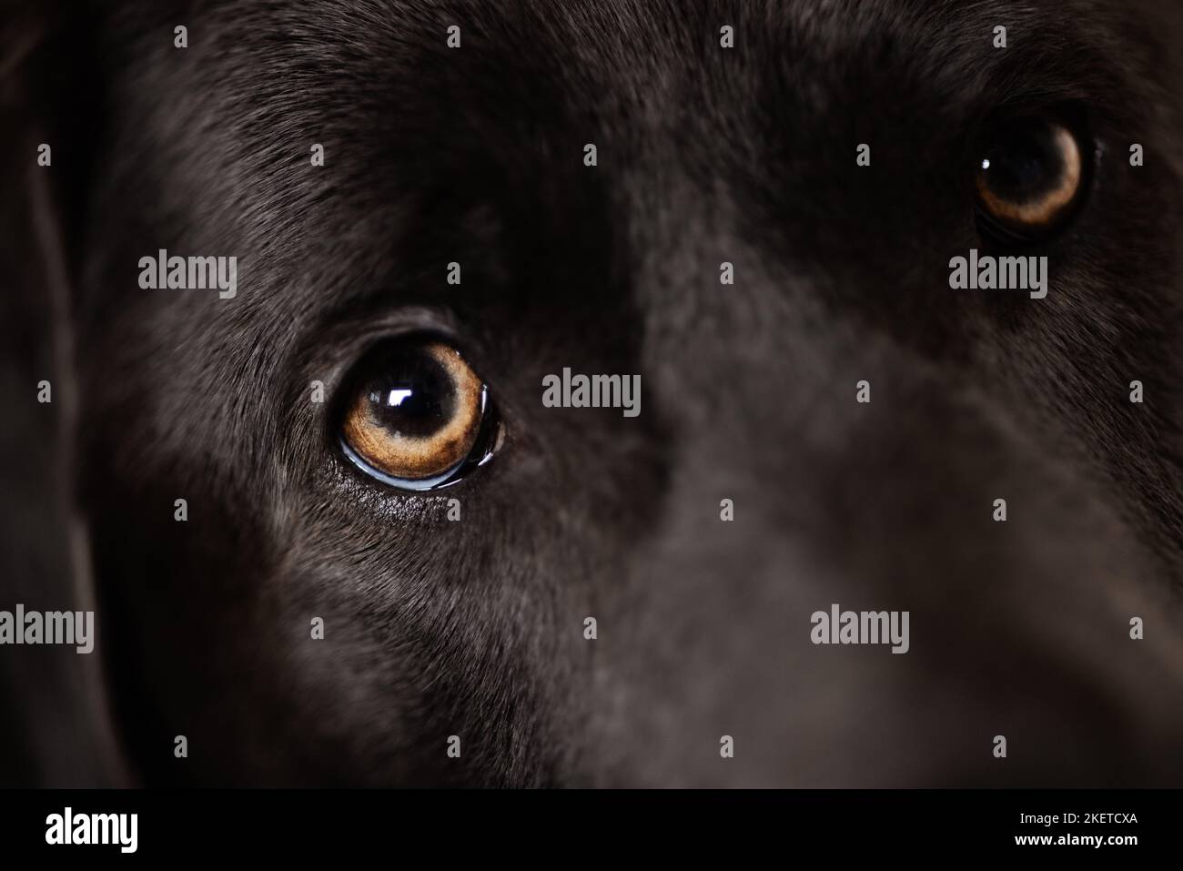 Labrador Retriever eyes Stock Photo - Alamy