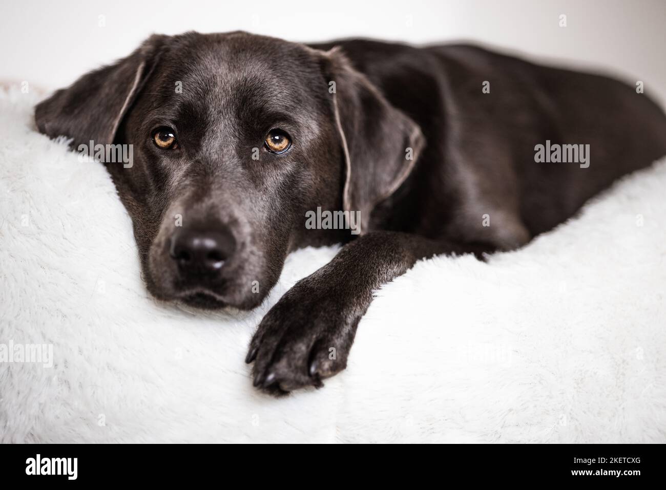 female Labrador Retriever Stock Photo - Alamy