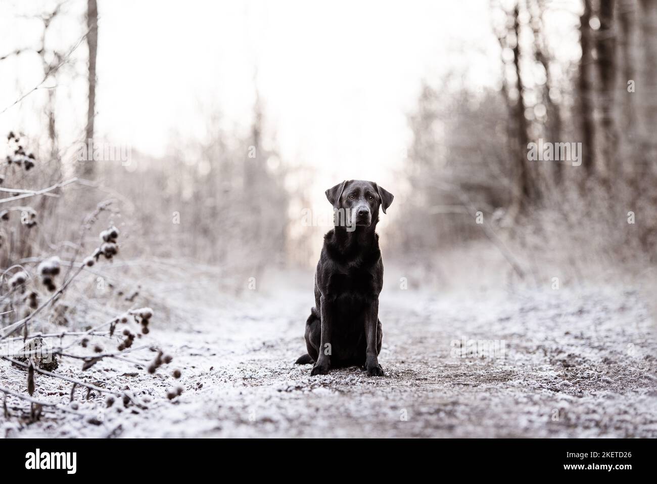 Labrador Retriever in winter Stock Photo - Alamy